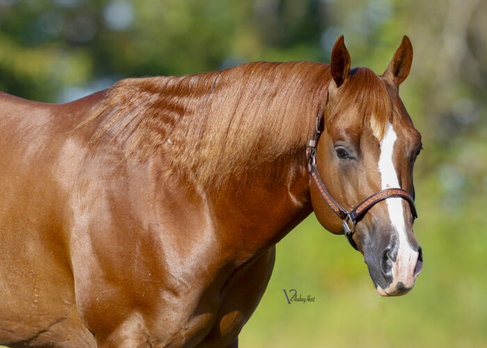 Myers Performance Horses