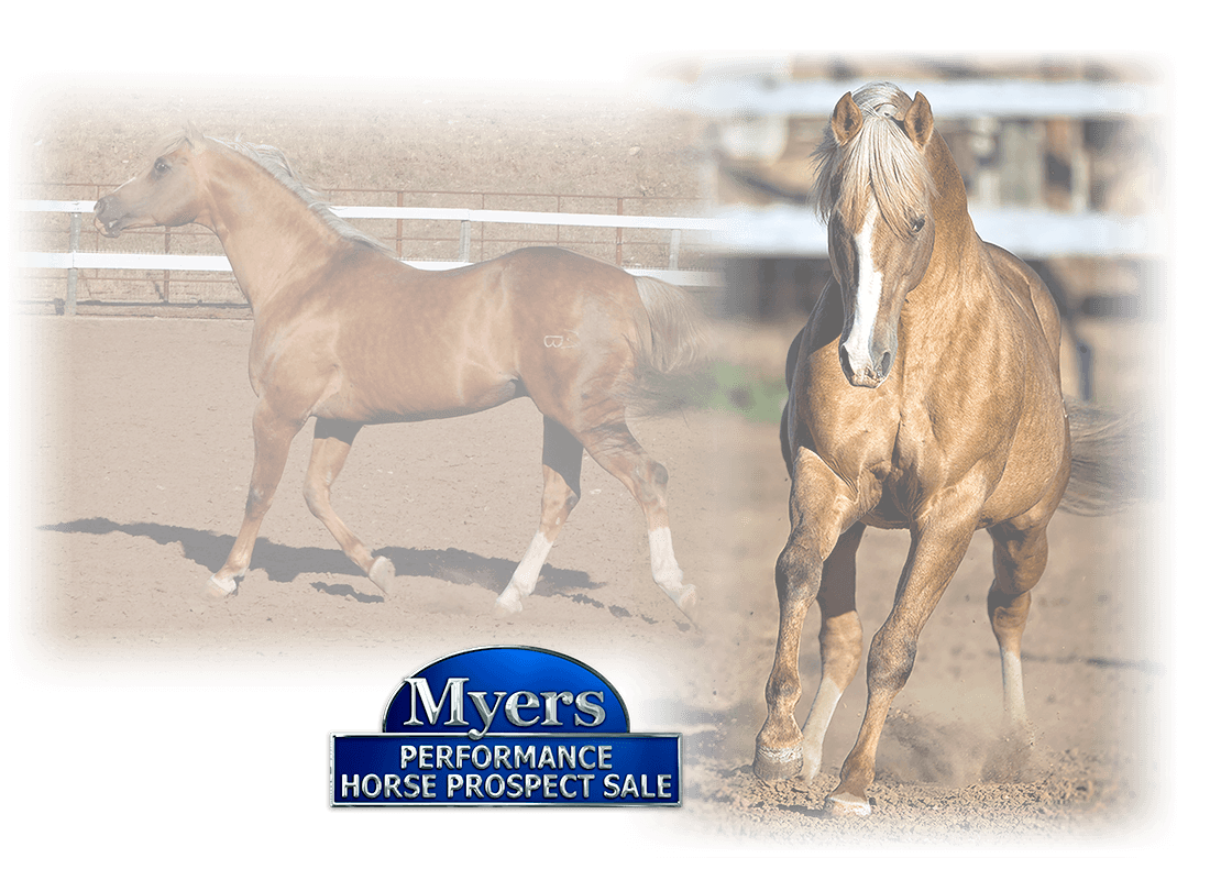 Myers Performance Horses