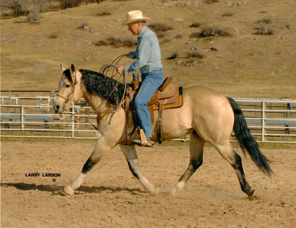 Myers Performance Horses