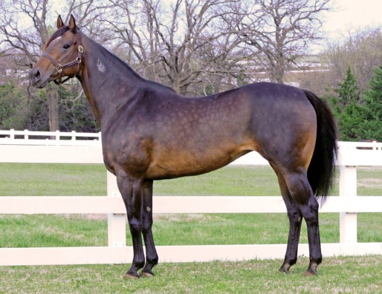 Myers Performance Horses